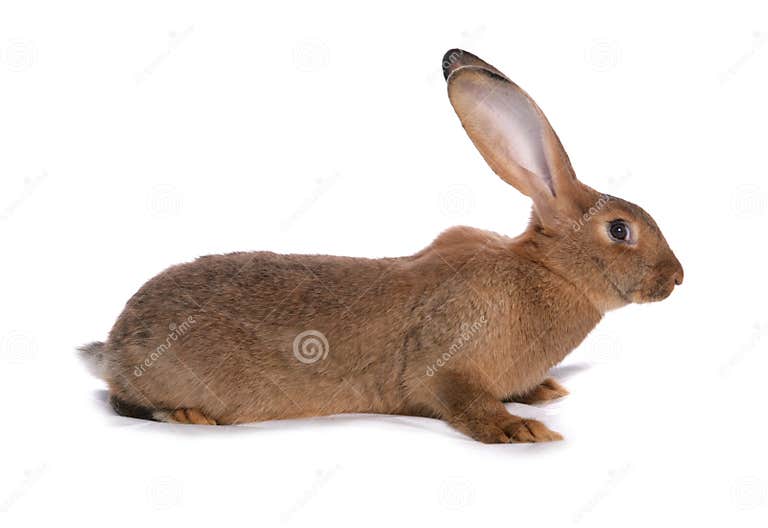 Giant house rabbit stock photo. Image of studio, white - 210375168