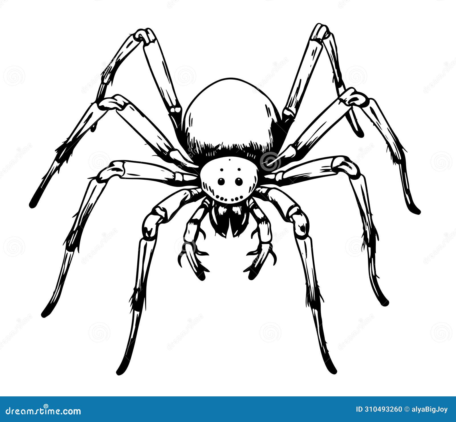 Giant House Spider Hand Drawing Stock Vector - Illustration of spooky ...
