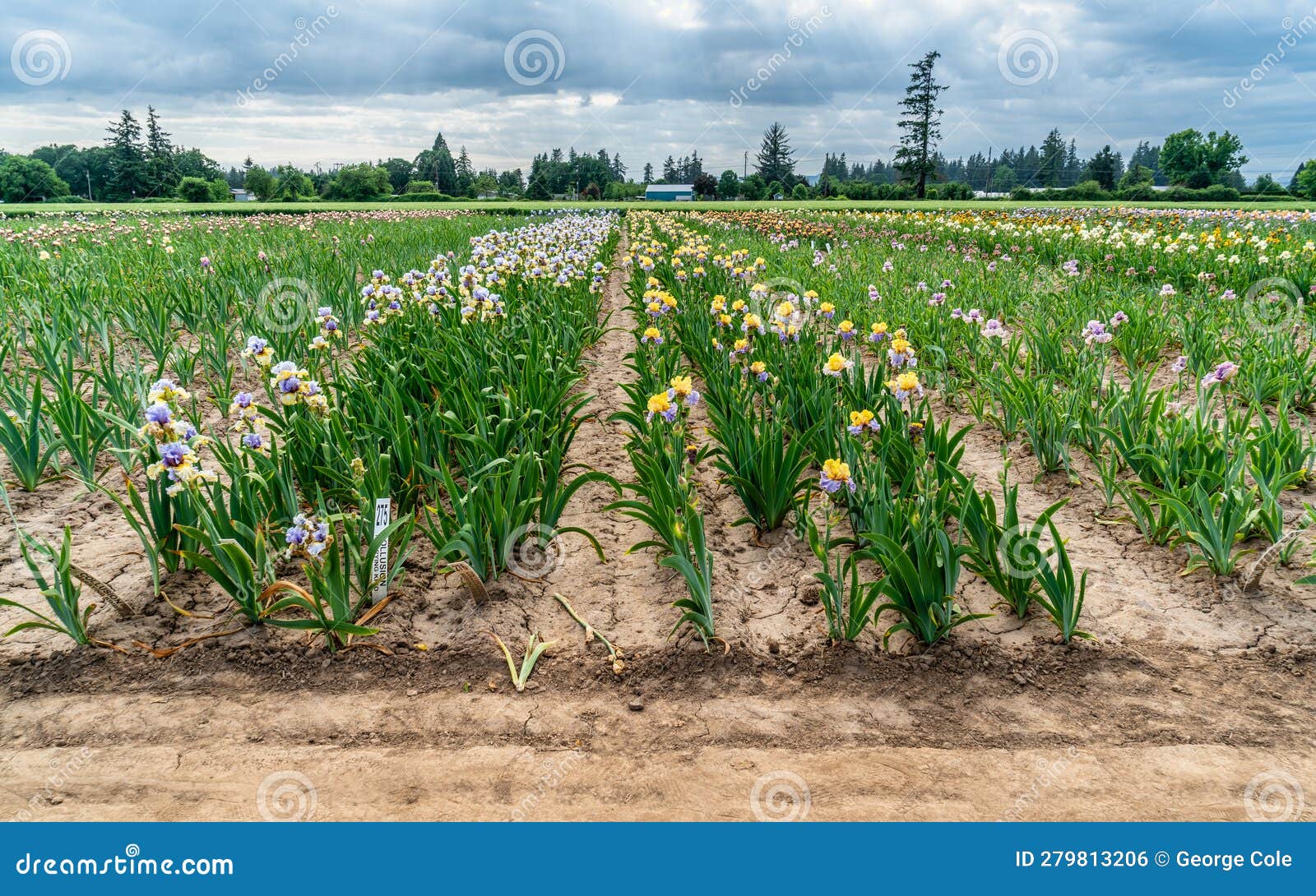 Giant Iris Field 9 stock photo. Image of colorful, giant - 279813206