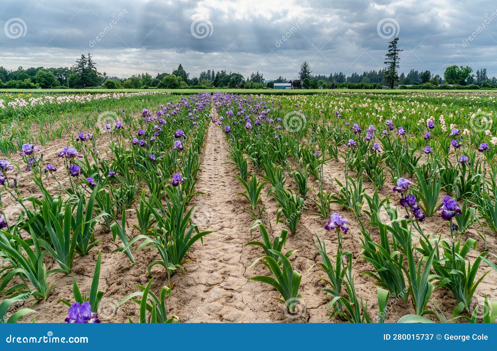 Giant Iris Field 10 stock image. Image of horticulture - 280015737