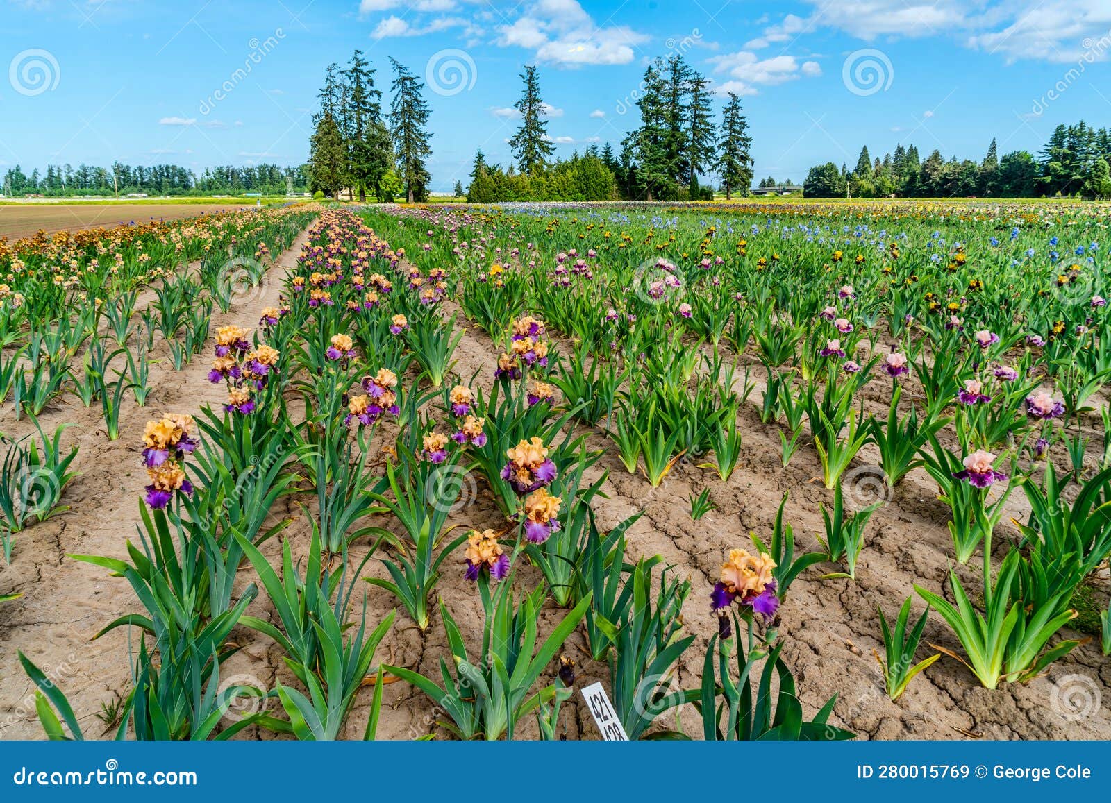 Giant Iris Field 3 stock image. Image of iris, travel - 280015769