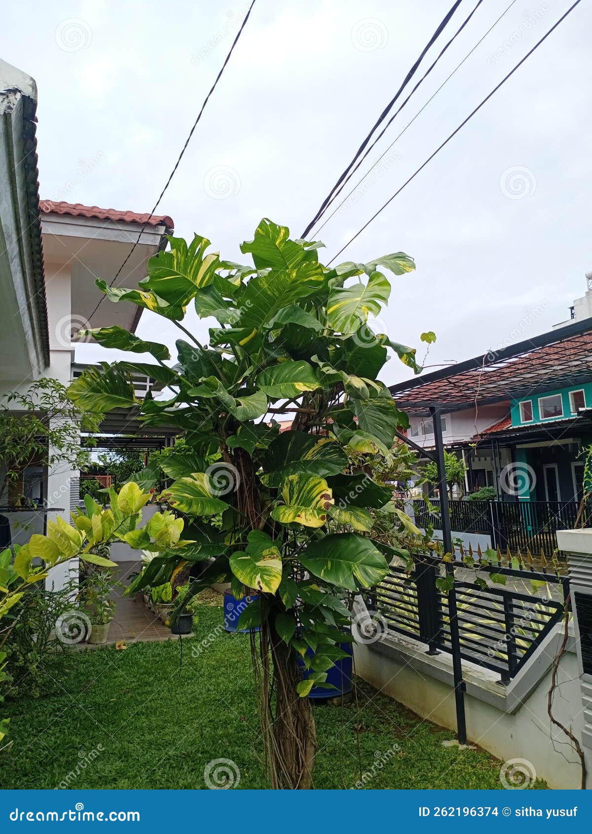 Giant Ivory Betel Leaf at Tree Stock Photo - Image of tree, ivory ...