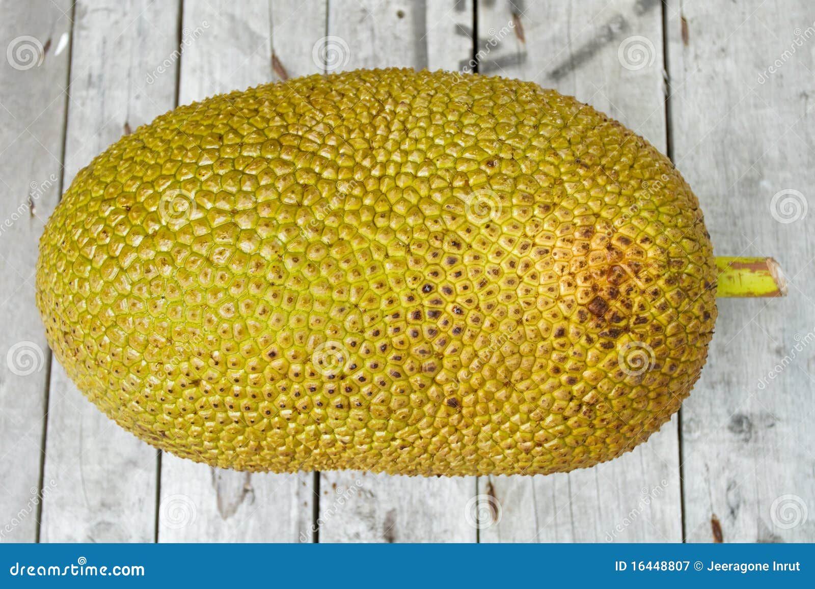 Giant Jackfruit stock image. Image of gourmet, growing - 16448807