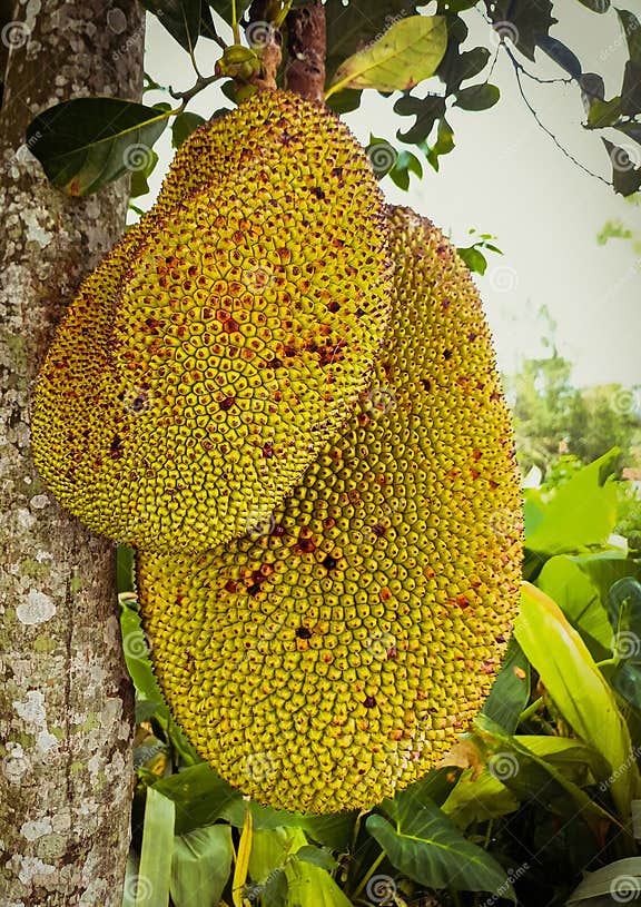 Giant Jackfruit that is almost Ripe on the Tree Stock Image - Image of exotic, freshness: 305179473