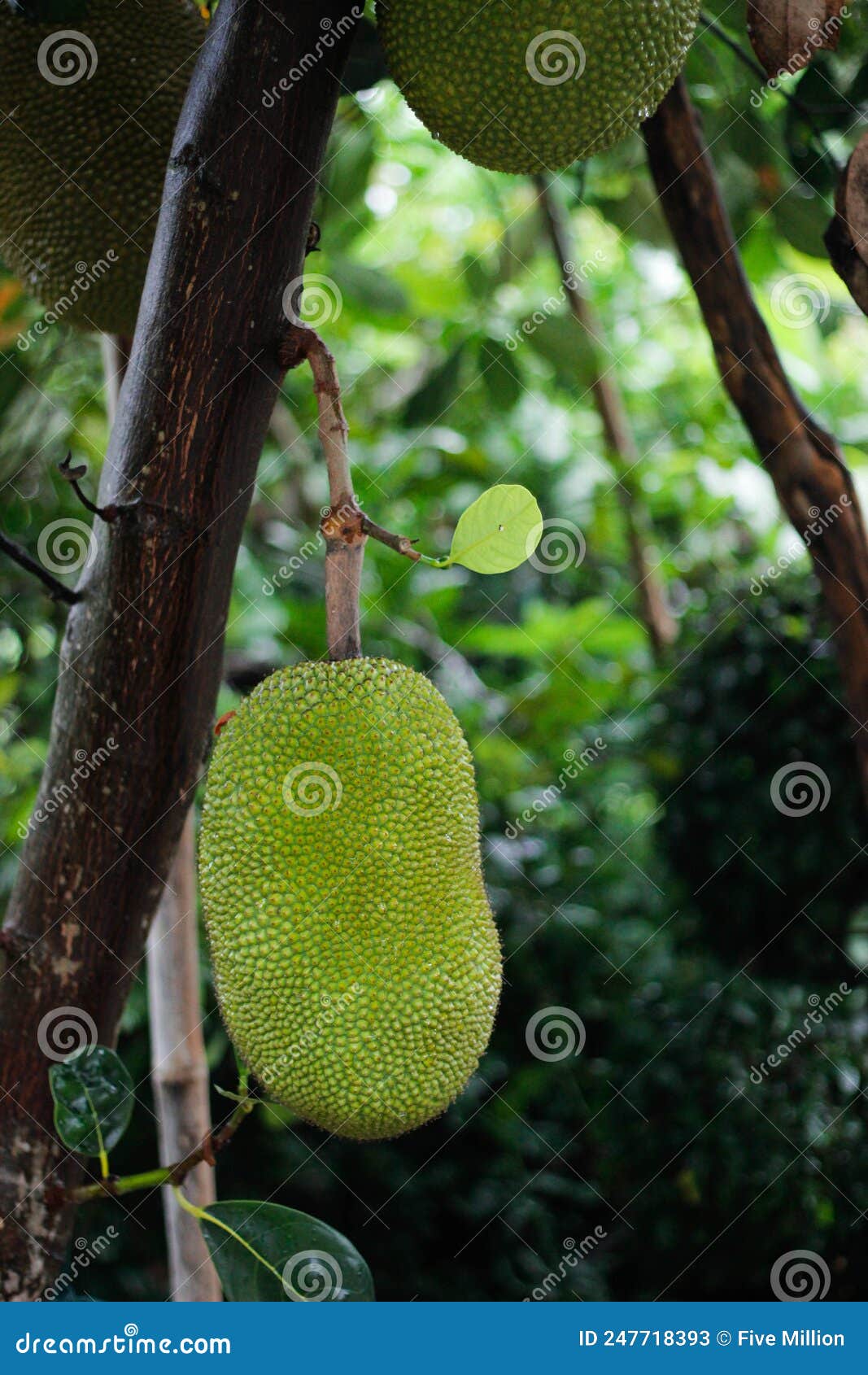 Giant Jackfruits Growing in a Tree Stock Image - Image of green, plant ...