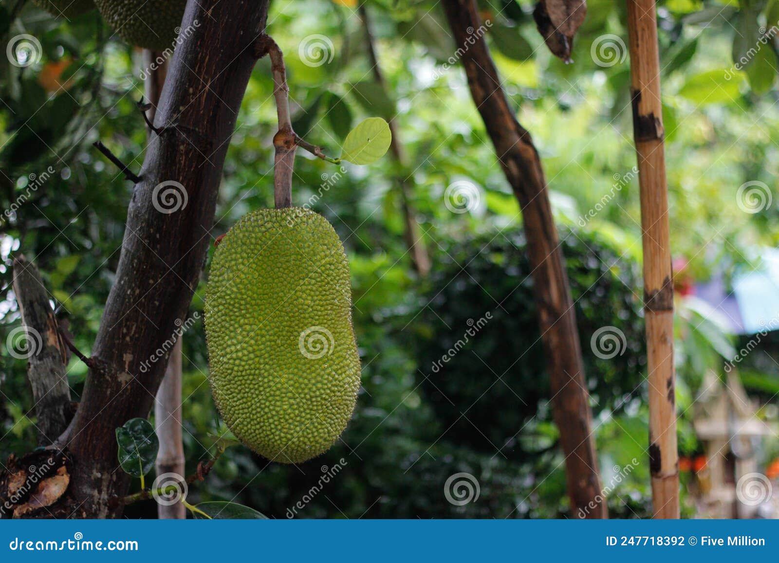 Giant Jackfruits Growing in a Tree, Horizontal Stock Photo - Image of ...