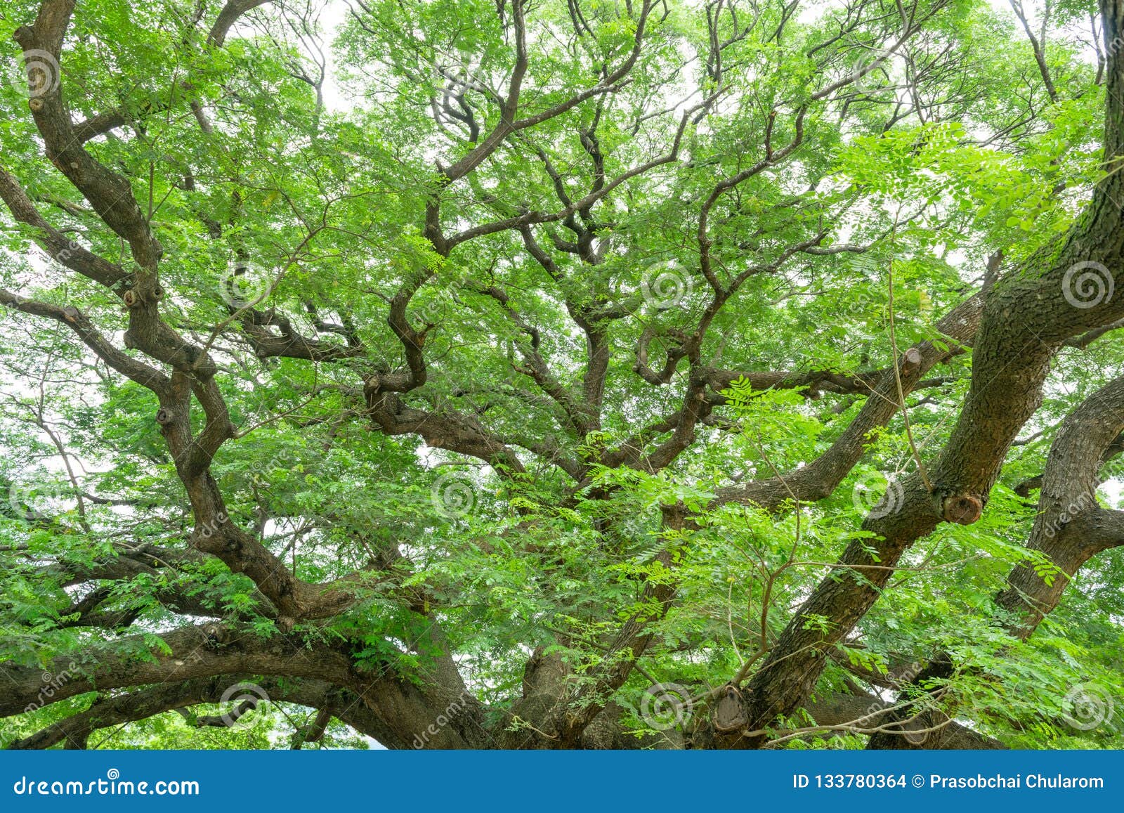 The Giant Jamjuree Tree with Many Branches for Backgrounds Stock Photo ...