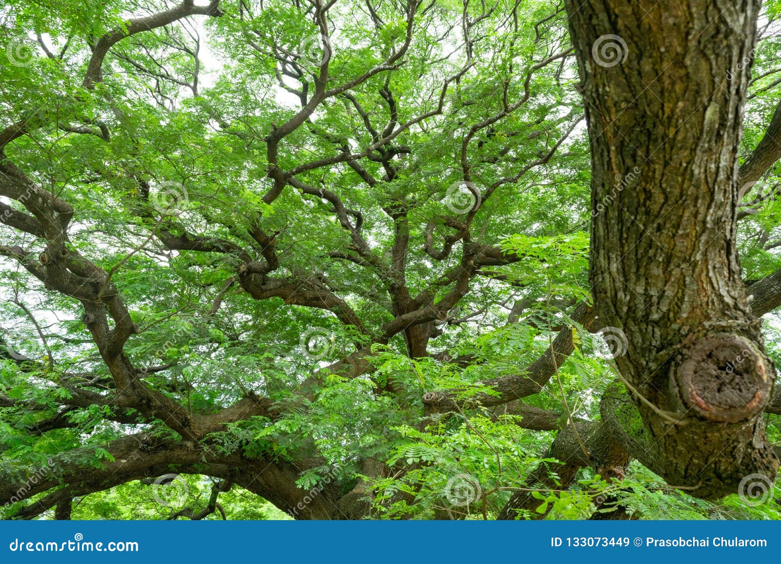 The Giant Jamjuree Tree with Many Branches for Backgrounds Texture ...