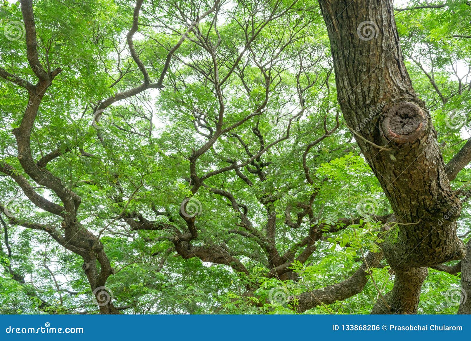 The Giant Jamjuree Tree with Many Branches for Backgrounds Stock Photo ...