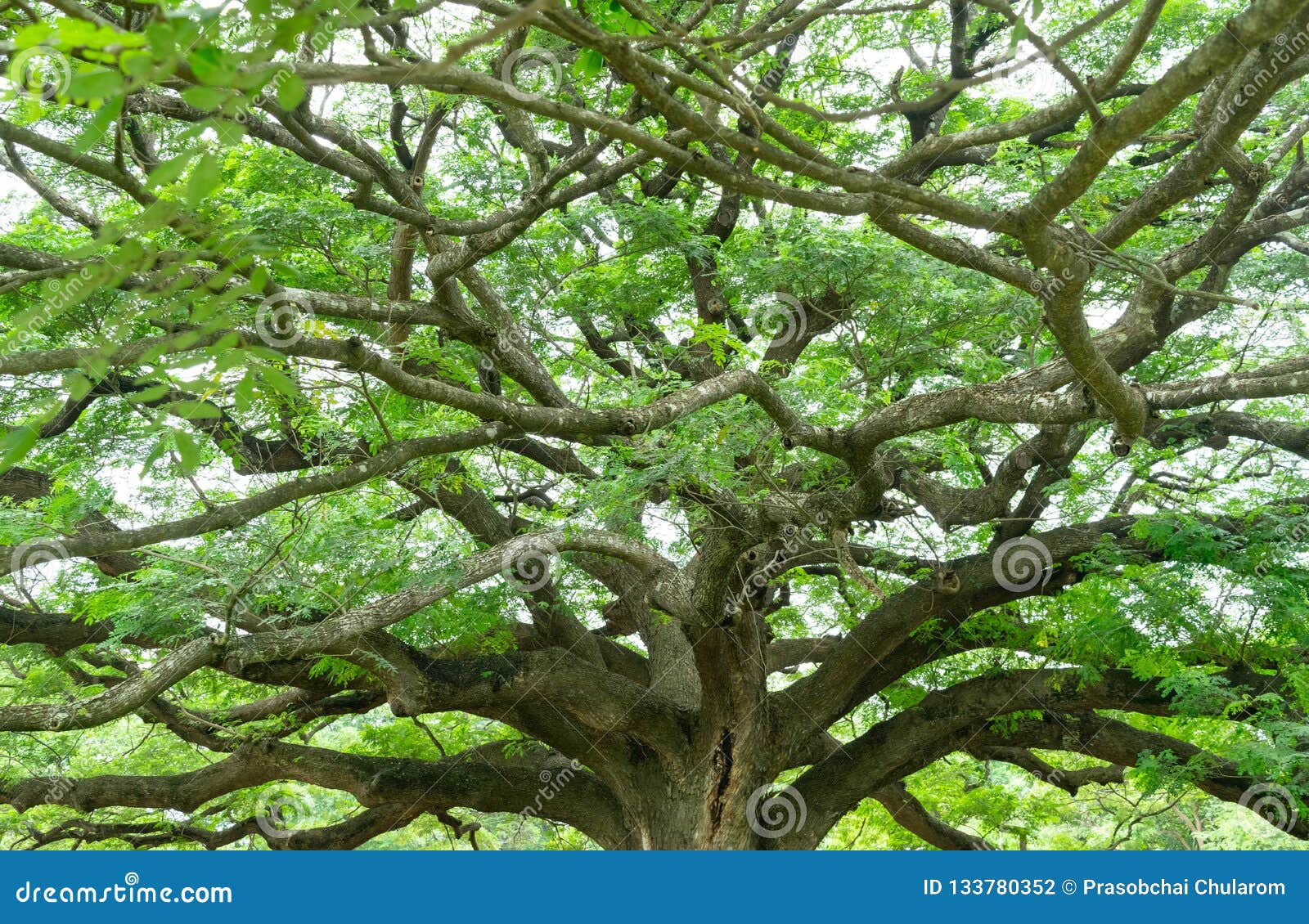 The Giant Jamjuree Tree with Many Branches for Backgrounds Stock Photo ...