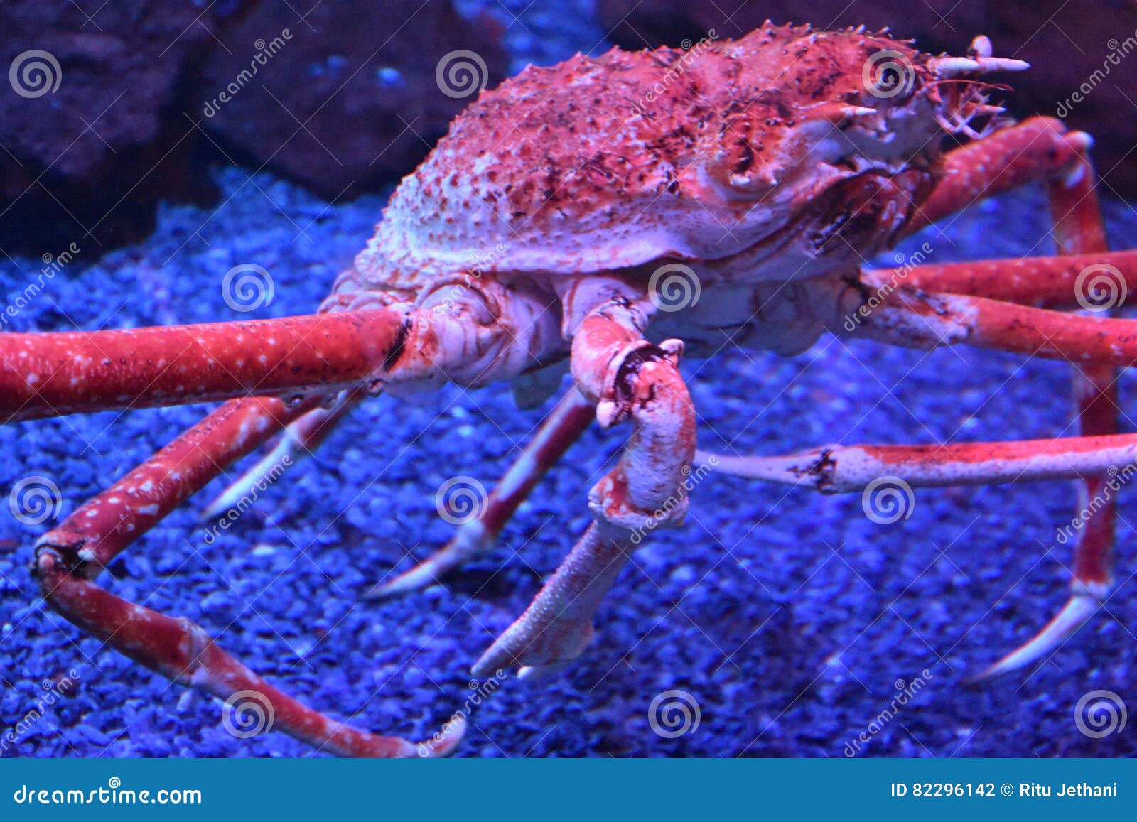 Giant Japanese Spider Crab Stock Photography | CartoonDealer.com #82296584