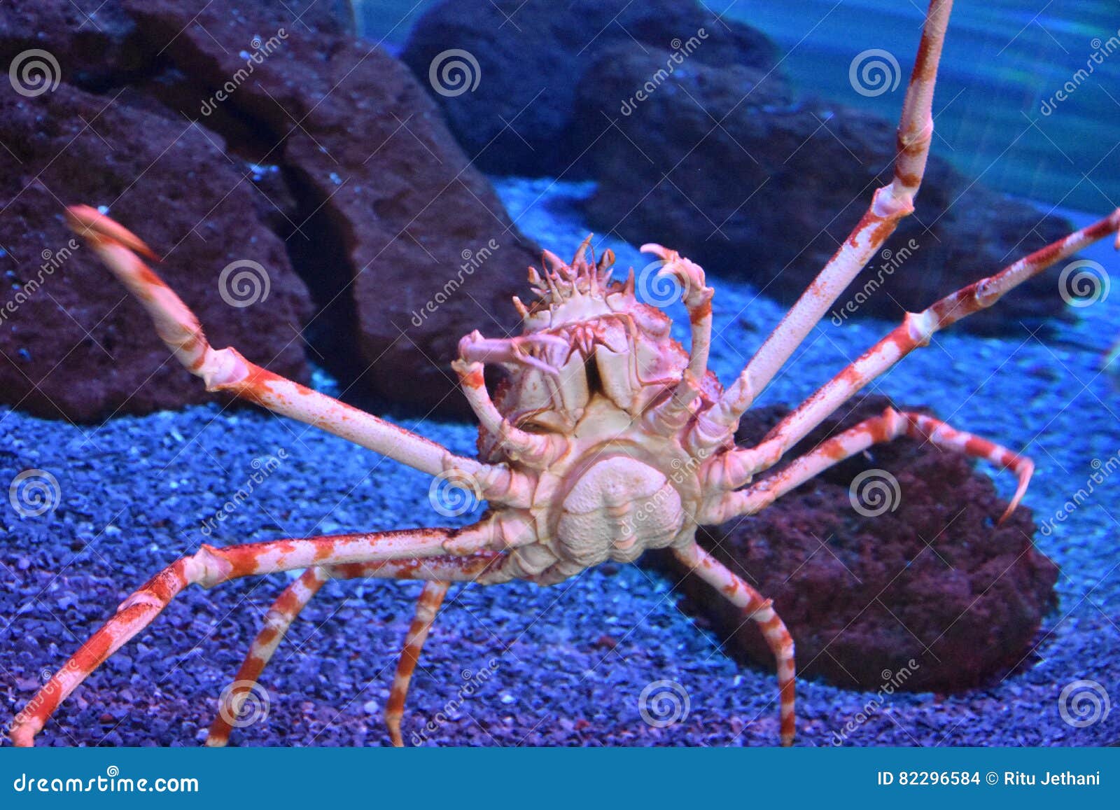 Giant Japanese Spider Crab Stock Image | CartoonDealer.com #98022481