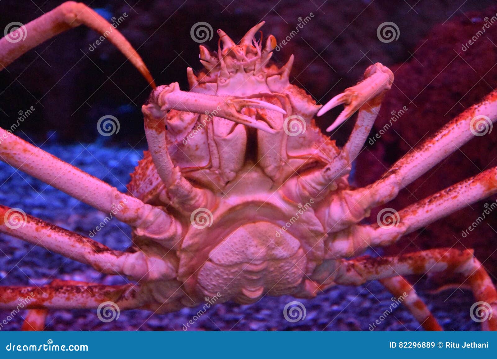 Giant Japanese Spider Crab stock image. Image of spider - 82296889
