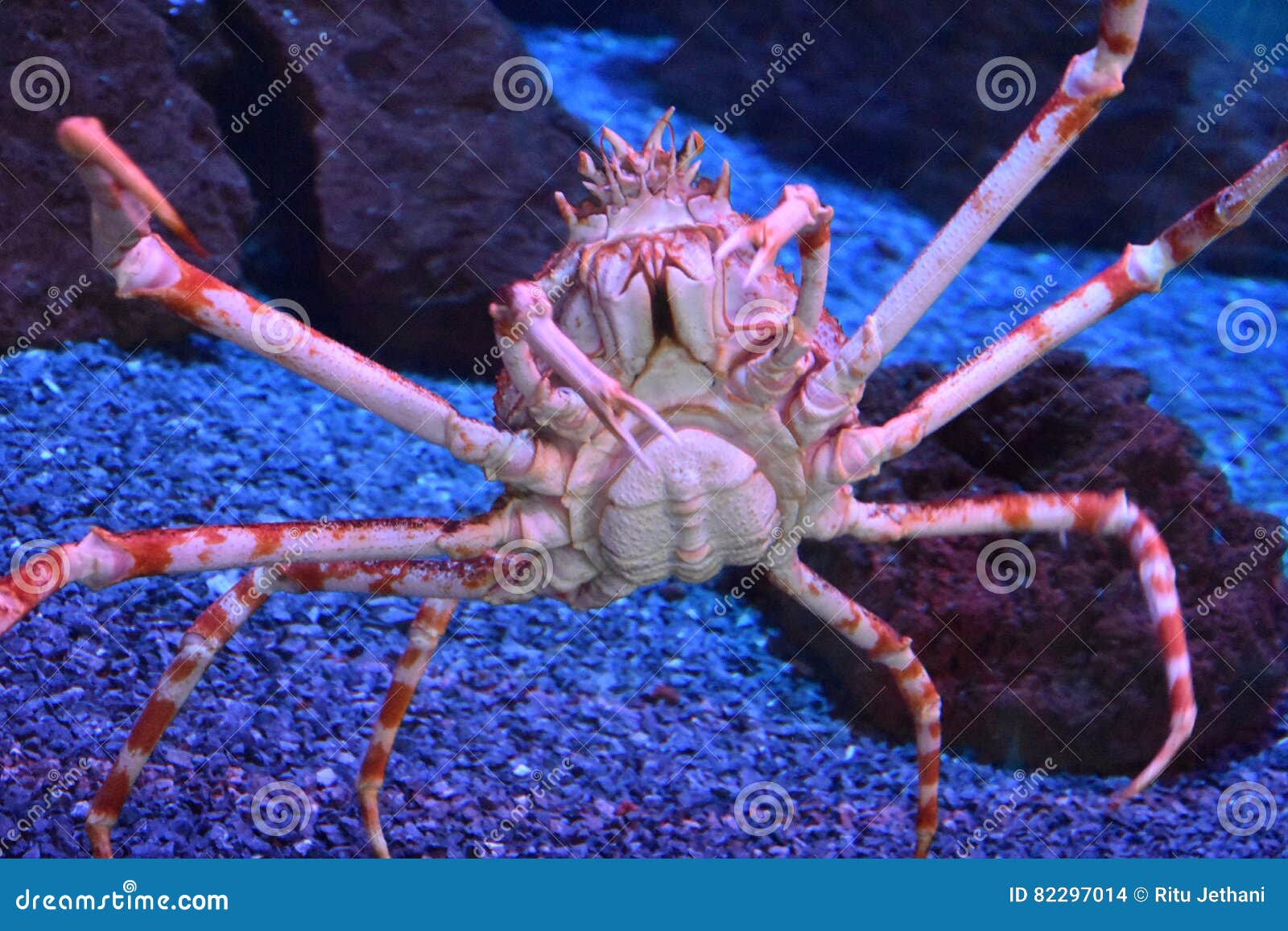 Giant Japanese Spider Crab Stock Photo | CartoonDealer.com #82297014