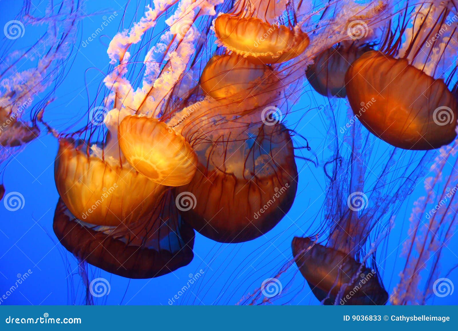 Giant jelly fishes stock image. Image of meduse, education - 9036833