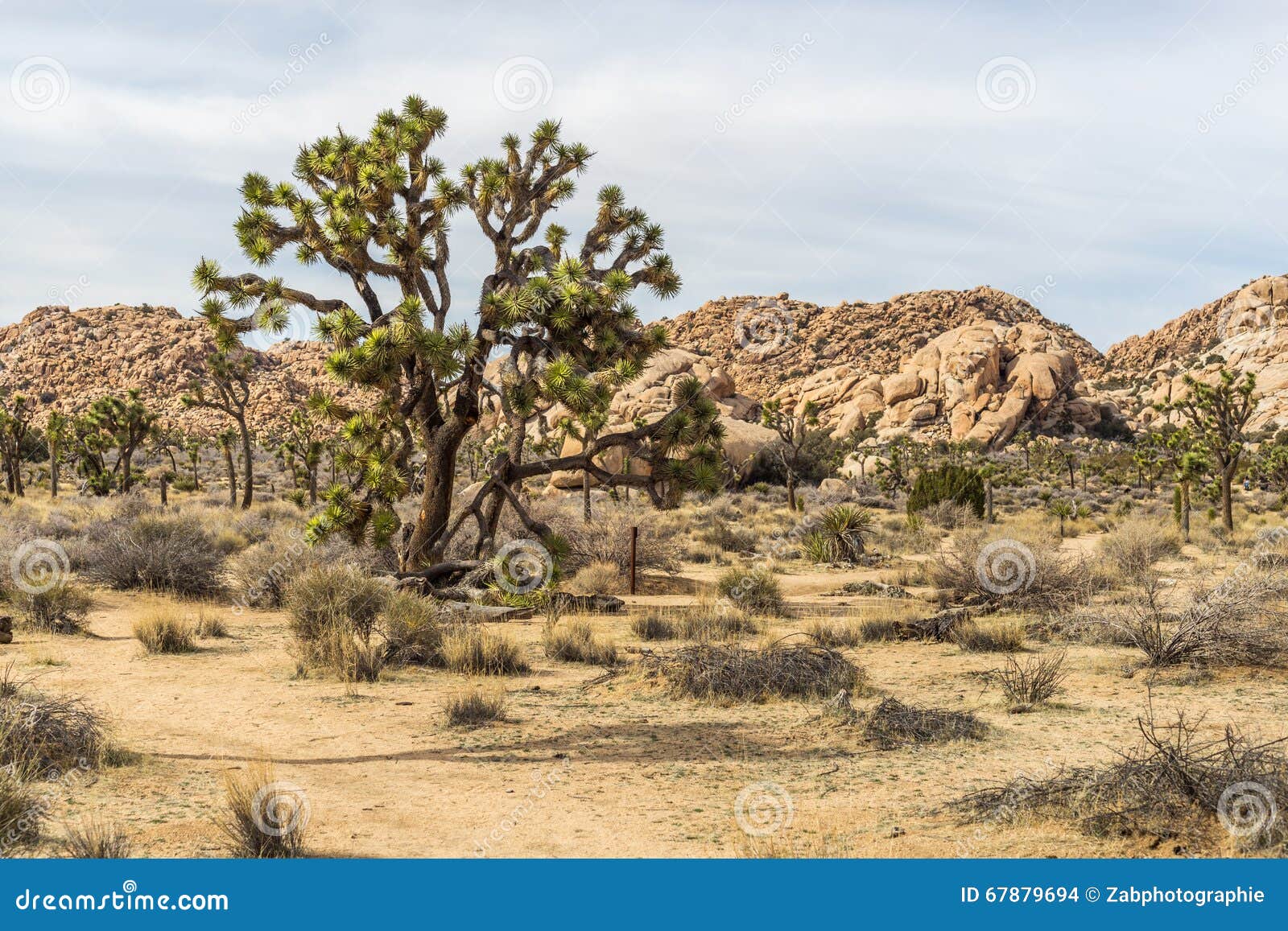 Giant Joshua Tree stock photo. Image of vacation, light - 67879694