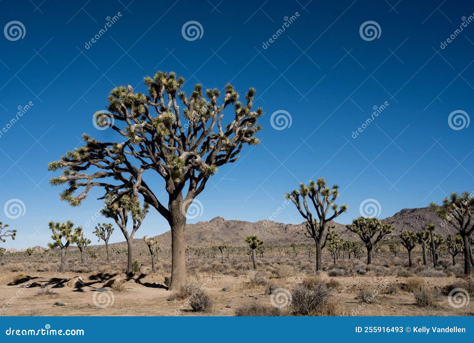 Giant Joshua Tree Under a Bright Blue Sky Stock Image - Image of ...