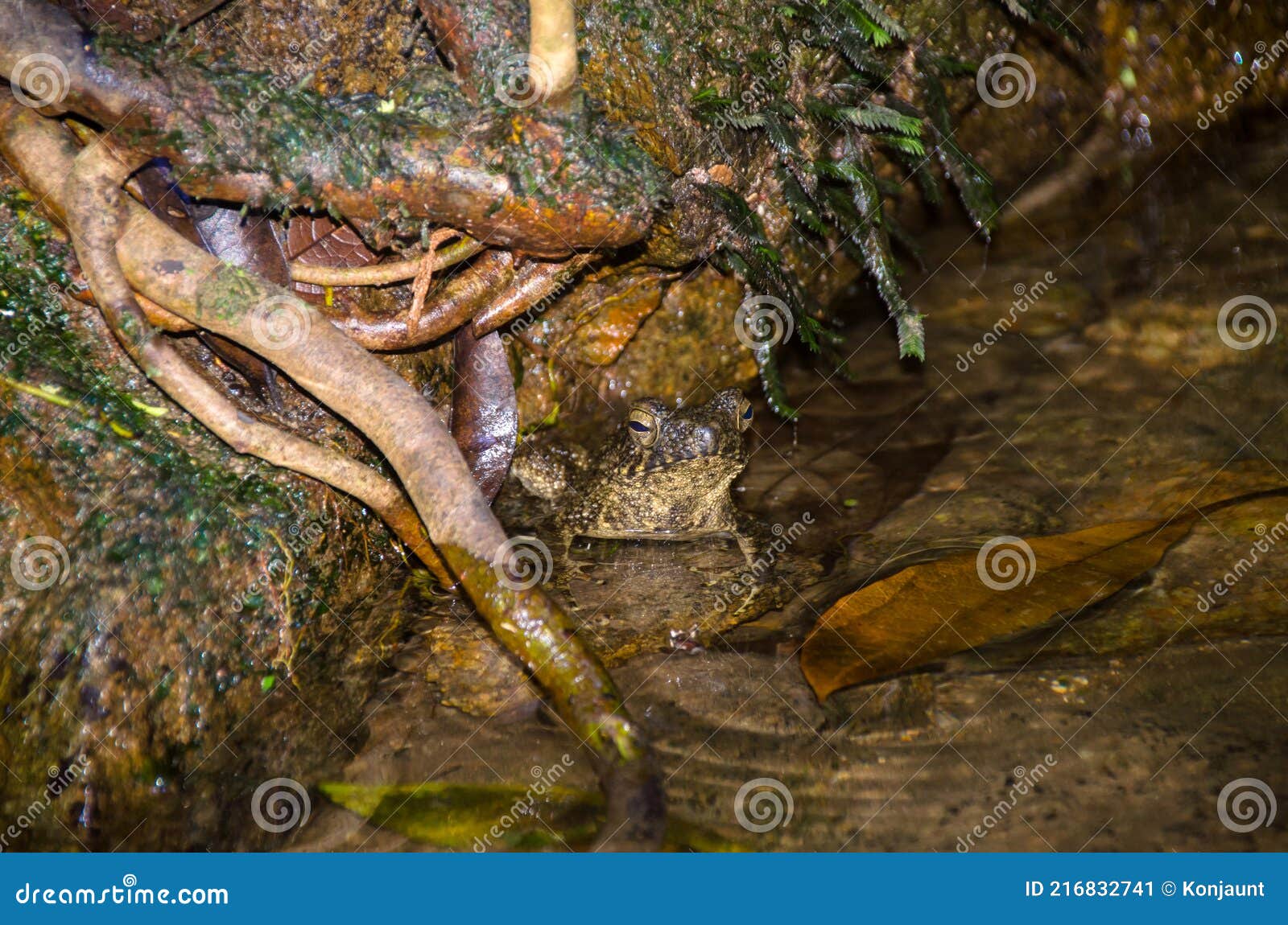 Giant Jungle Toad or River Toad , Asian Giant Toad Phrynoidis Aspera ...