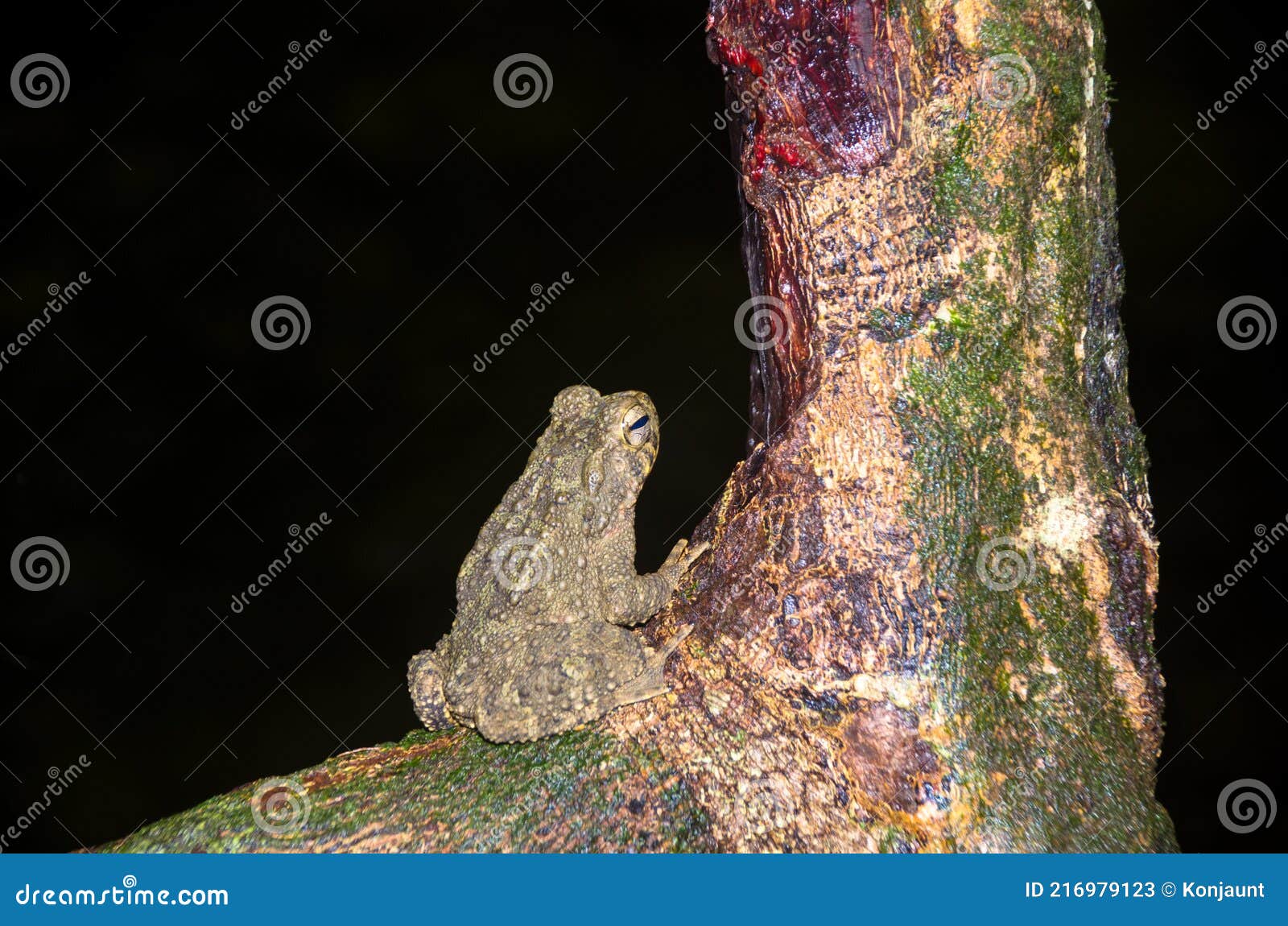 Phrynoidis Aspera (River Toad, Rough Toad, Giant Asian Toad, Kodok ...