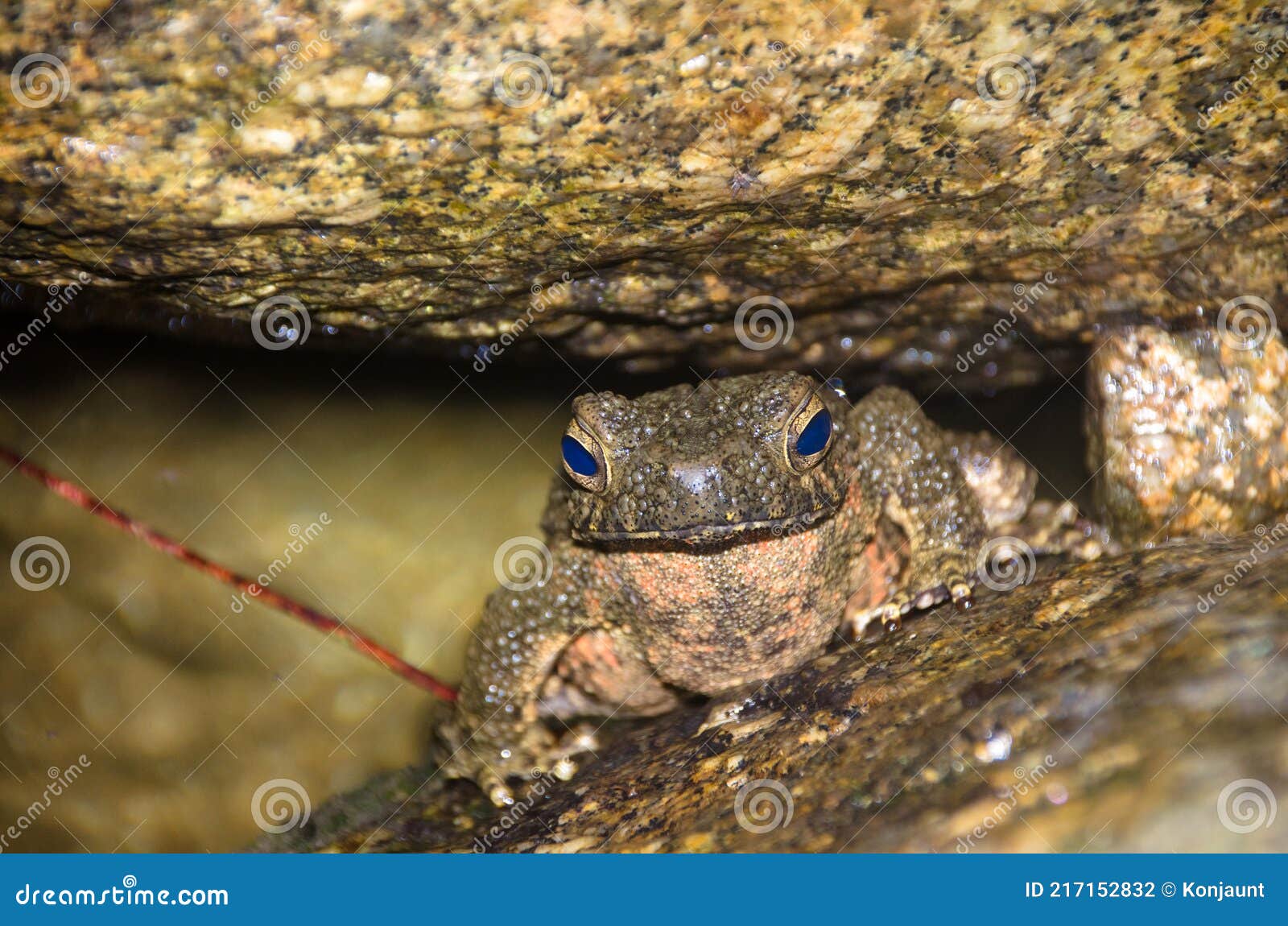 Giant Jungle Toad or River Toad , Asian Giant Toad Phrynoidis Aspera ...