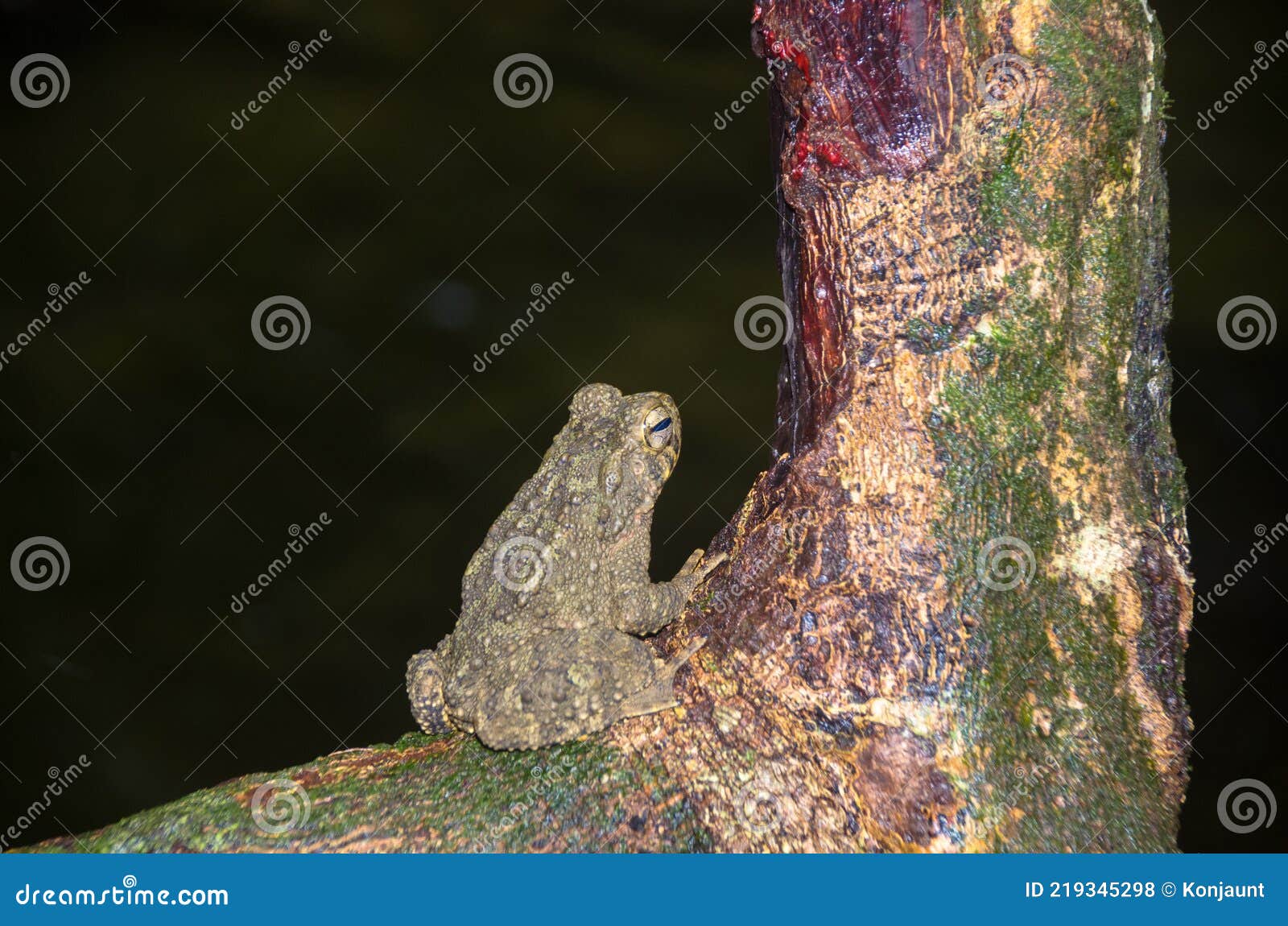 Giant Jungle Toad or River Toad , Asian Giant Toad Phrynoidis Aspera ...