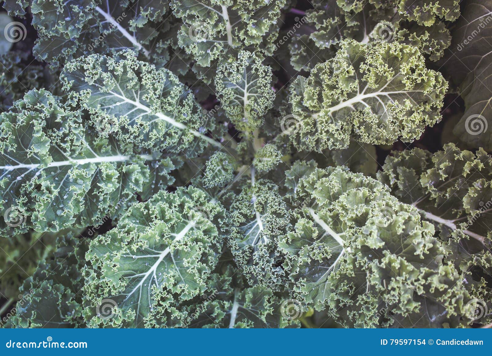 Giant Kale Plant stock photo. Image of fresh, farm, green - 79597154