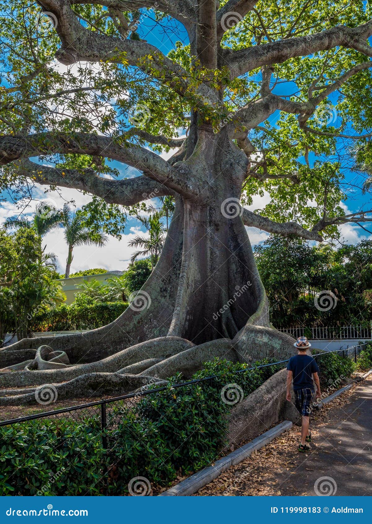 Giant Kapok Tree editorial stock photo. Image of large - 119998183