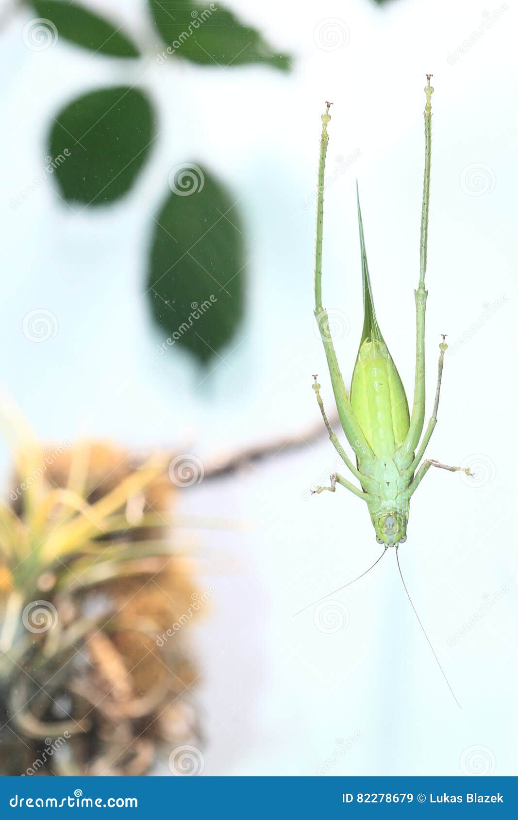 Giant Katydid stock image. Image of cuba, adult, couloniana - 82278679