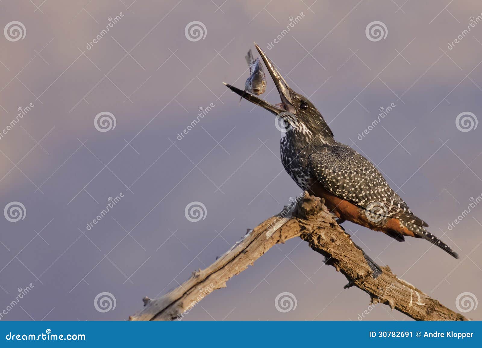 Giant Kingfisher stock image. Image of safari, head, birdlife - 30782691