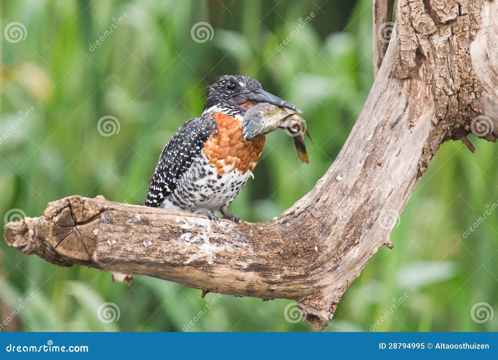 Giant Kingfisher Sitting with Fish Stock Image - Image of ecology ...