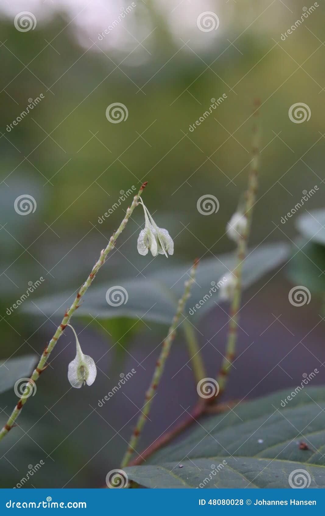 Giant Knotweed Fruits stock photo. Image of knotweed - 48080028