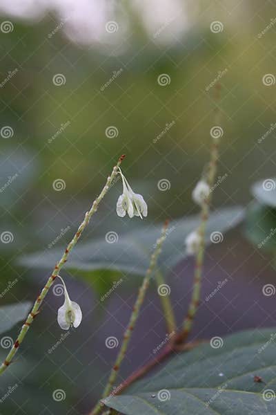 Giant Knotweed Fruits stock photo. Image of knotweed - 48080028