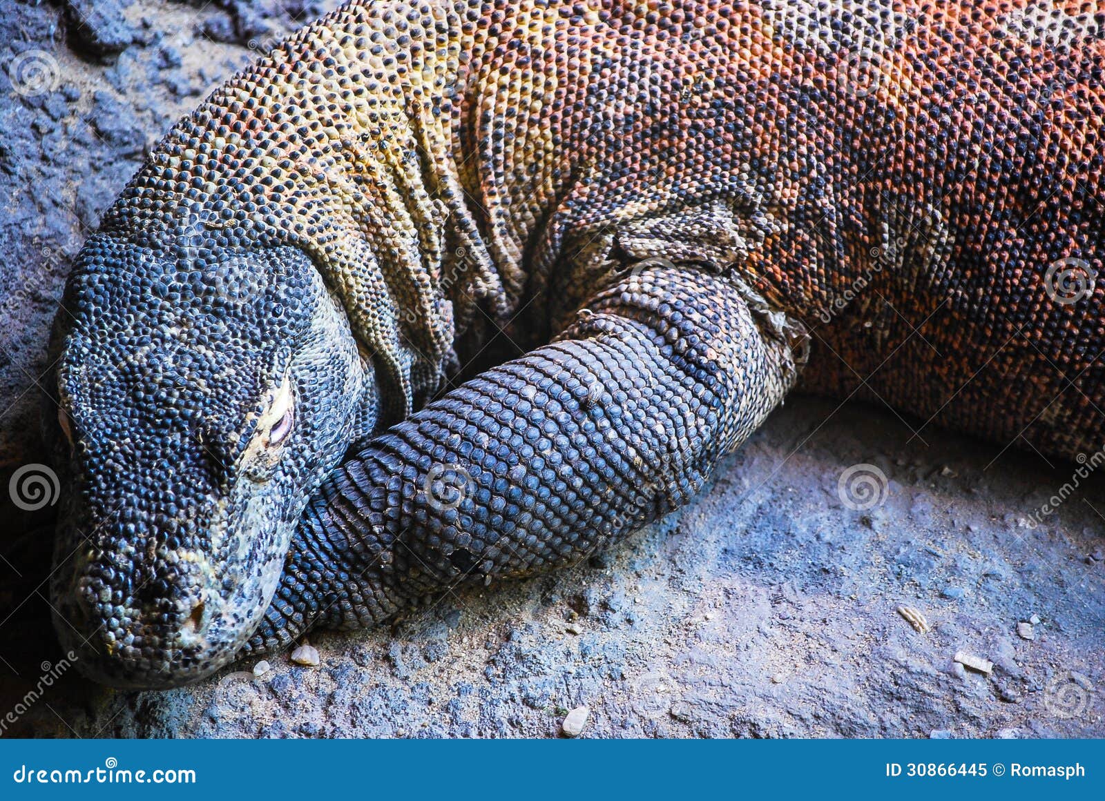 Giant Komodo dragon stock image. Image of habitat, cold - 30866445