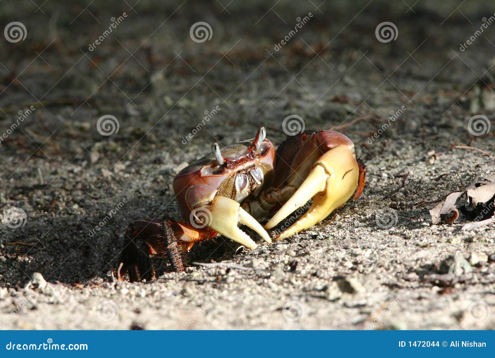 Giant Land Crab stock photo. Image of sand, food, coral - 1472044