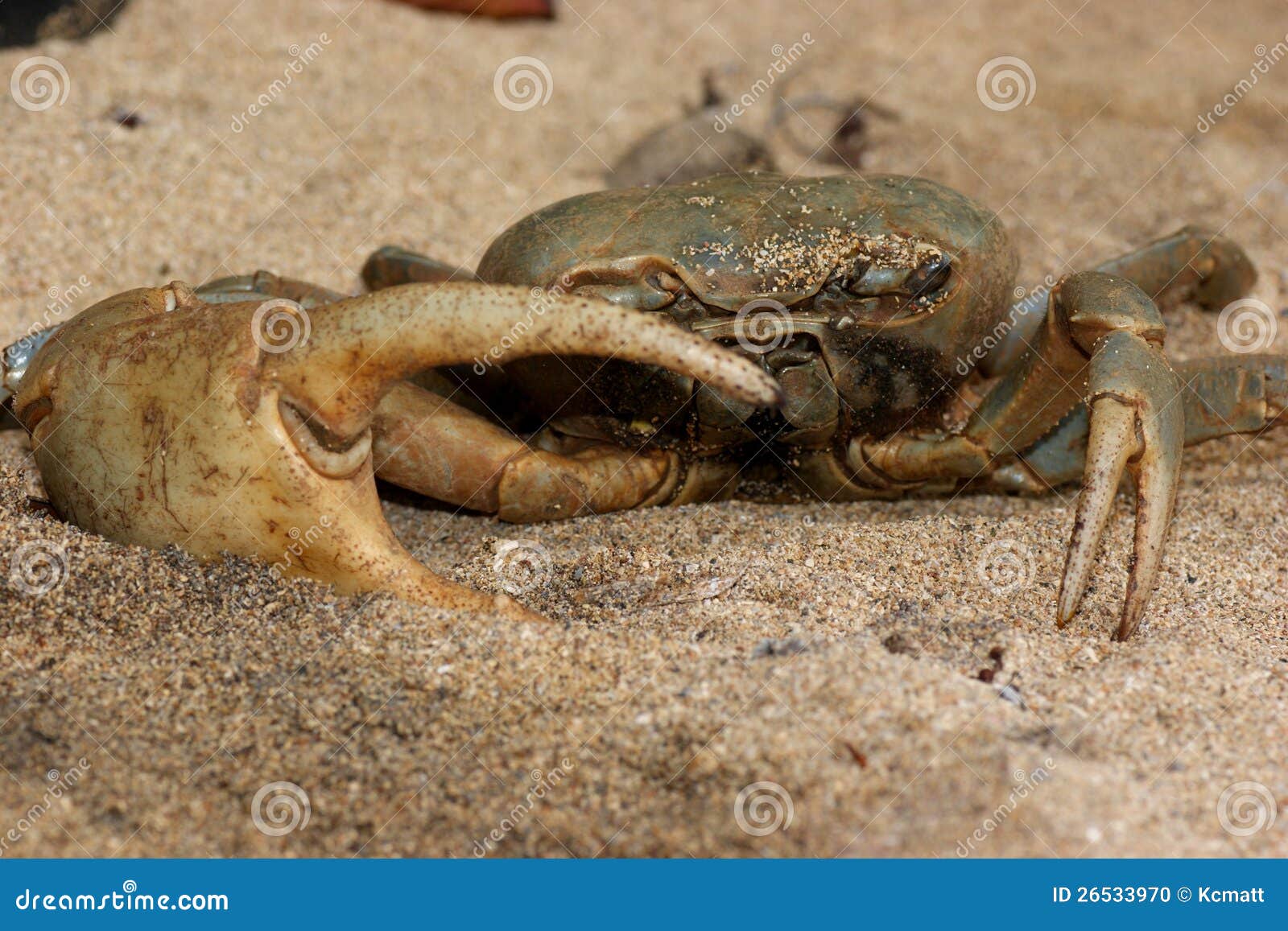 Giant Land Crab stock photo. Image of central, rainforest - 26533970