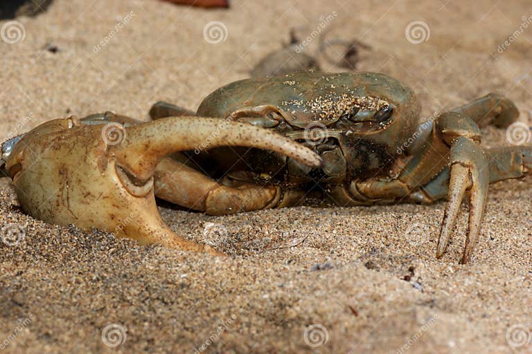 Giant Land Crab stock photo. Image of central, rainforest - 26533970
