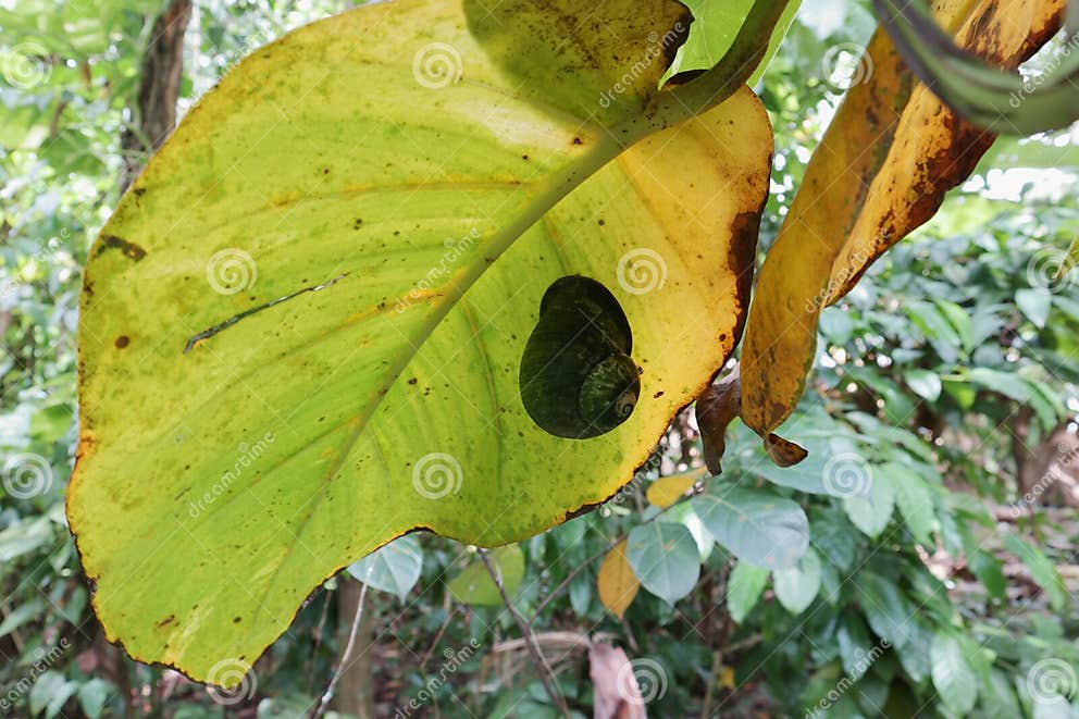 A Giant Land Snail on a Underside of an Old and Yellowing Ceylon ...