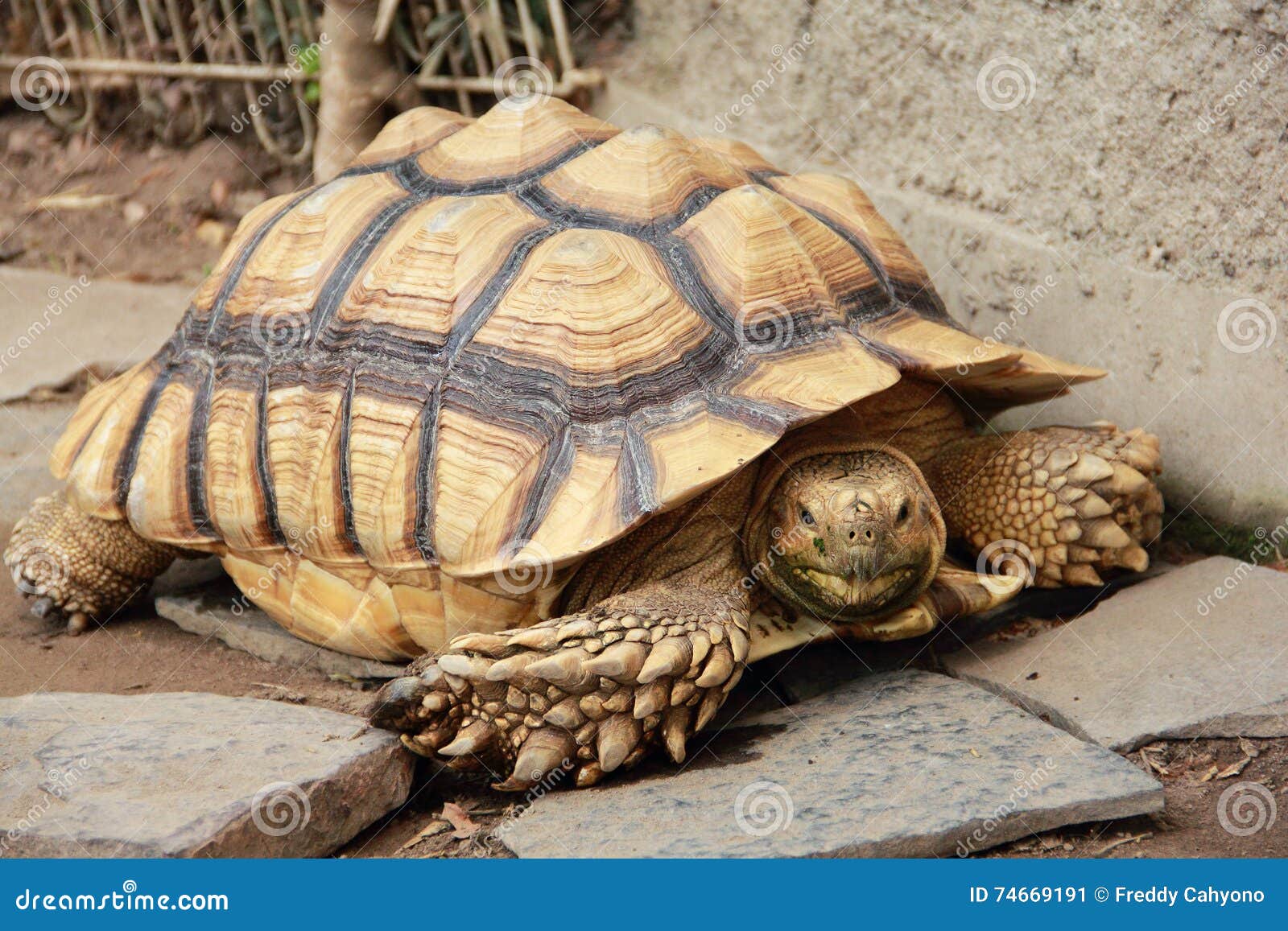 Giant land tortoise stock image. Image of protect, full - 74669191