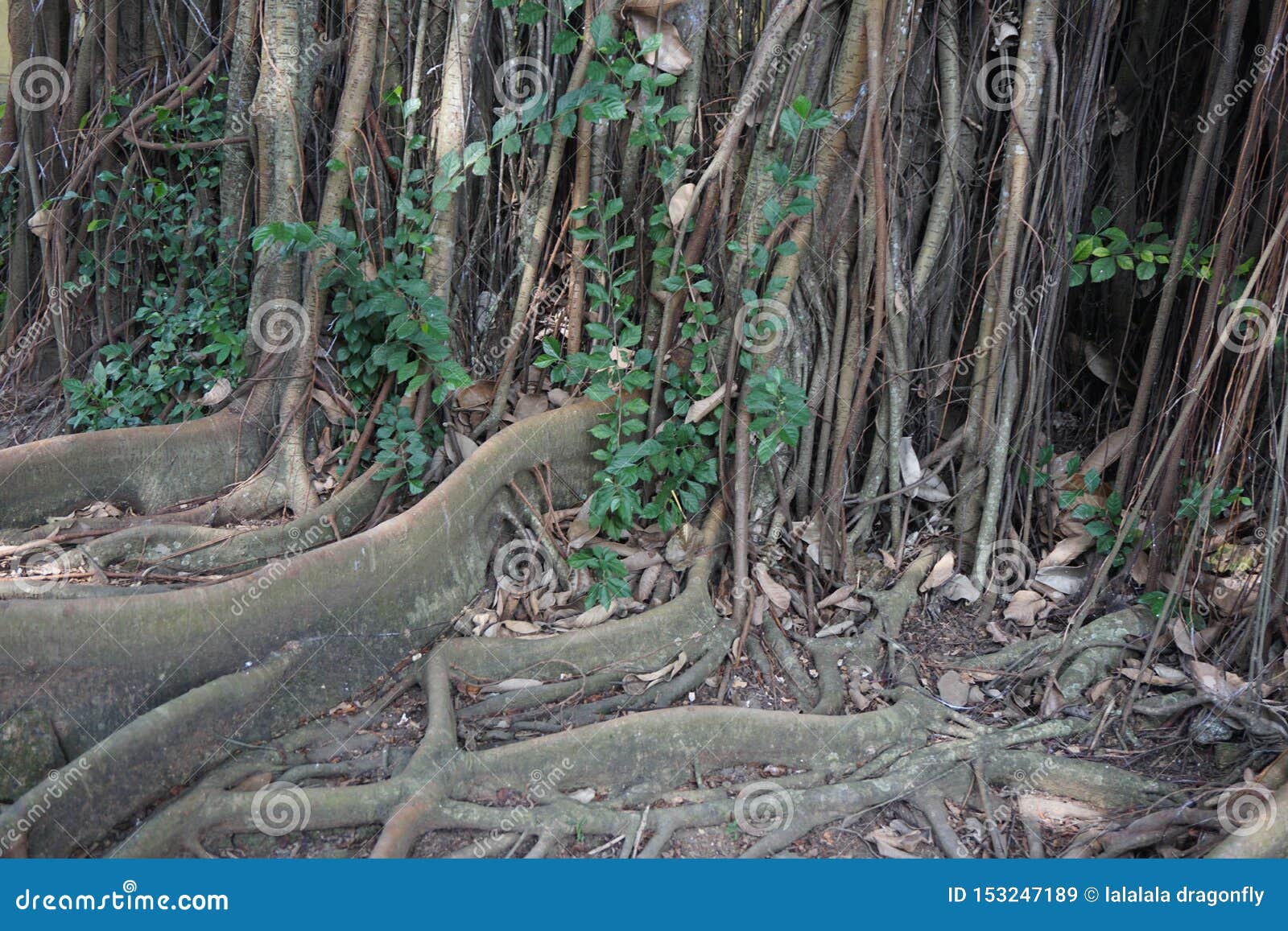 Giant large buttress root stock image. Image of grow - 153247189