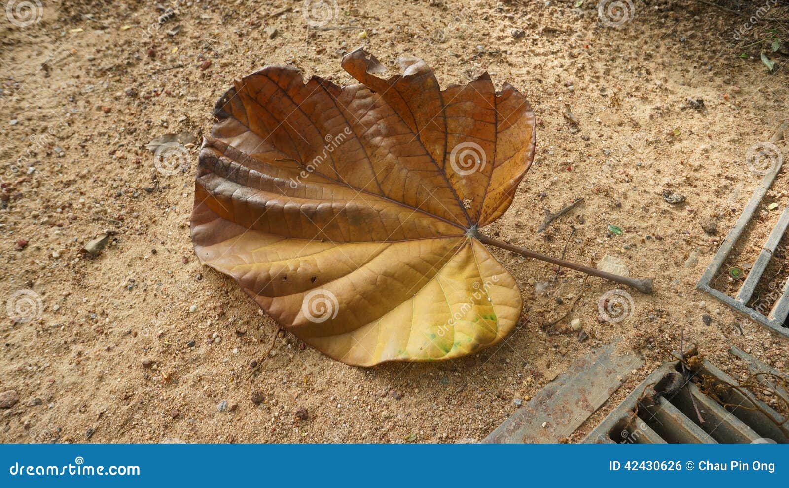 Giant Cola Tree Stock Photos - Free & Royalty-Free Stock Photos from ...