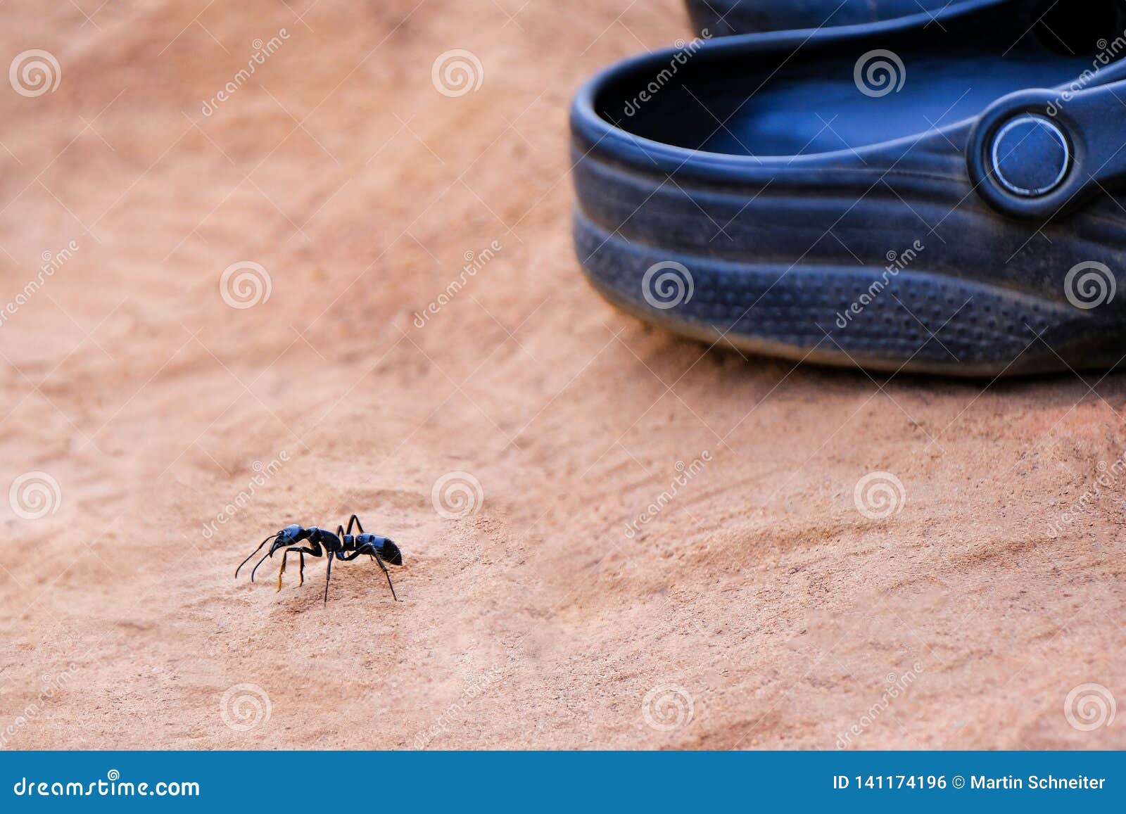 Bullet Ant Size Comparison
