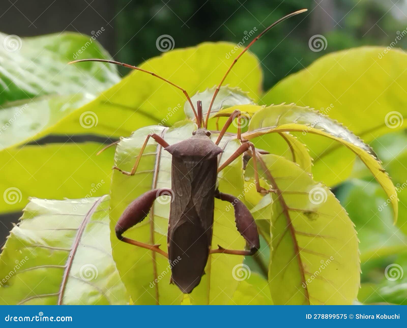 The Giant Leaf Footed Bug stock image. Image of southern - 278899575
