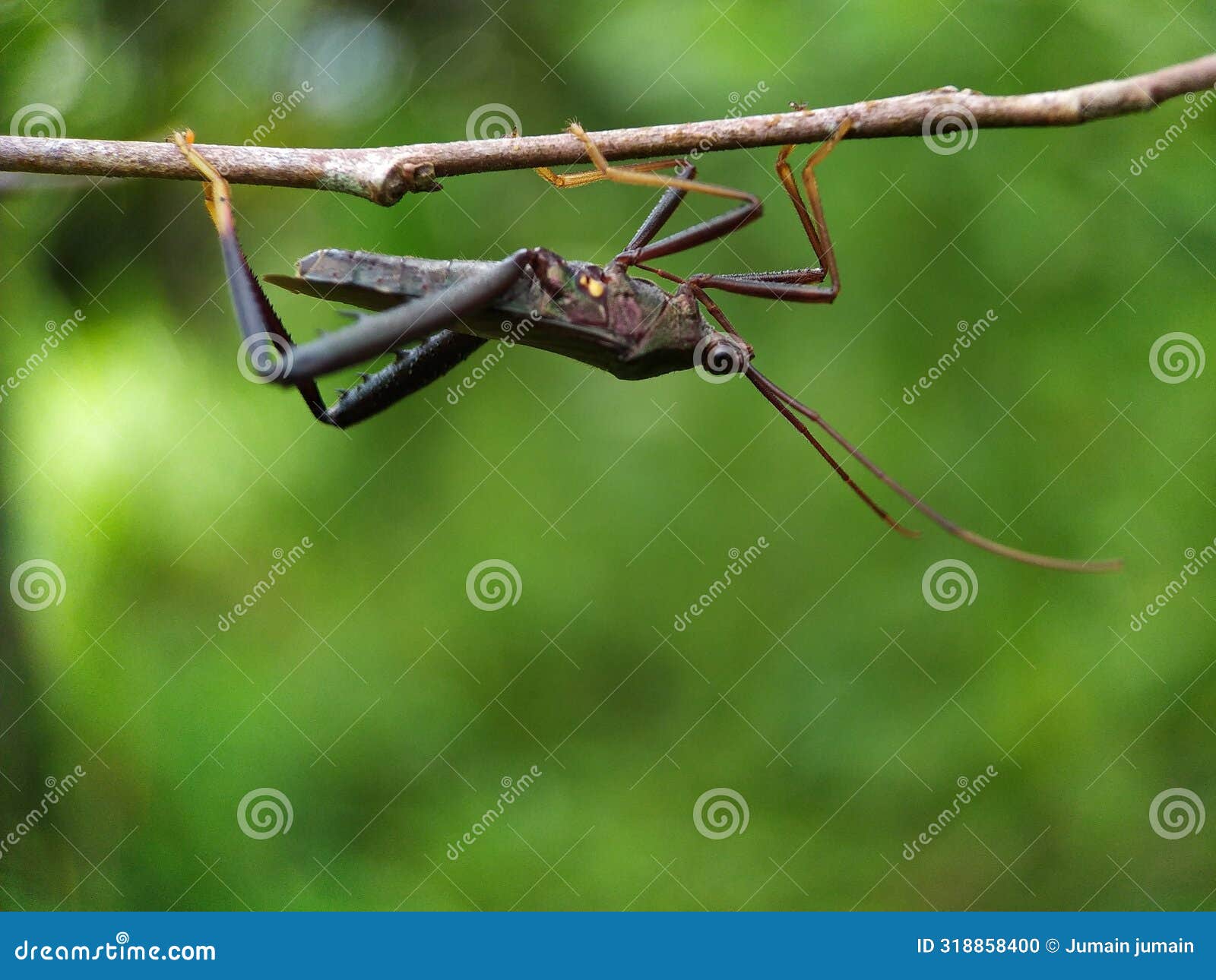 Giant Leaf-Footed Bug Hanging Upside Down from a Branch Stock Photo ...