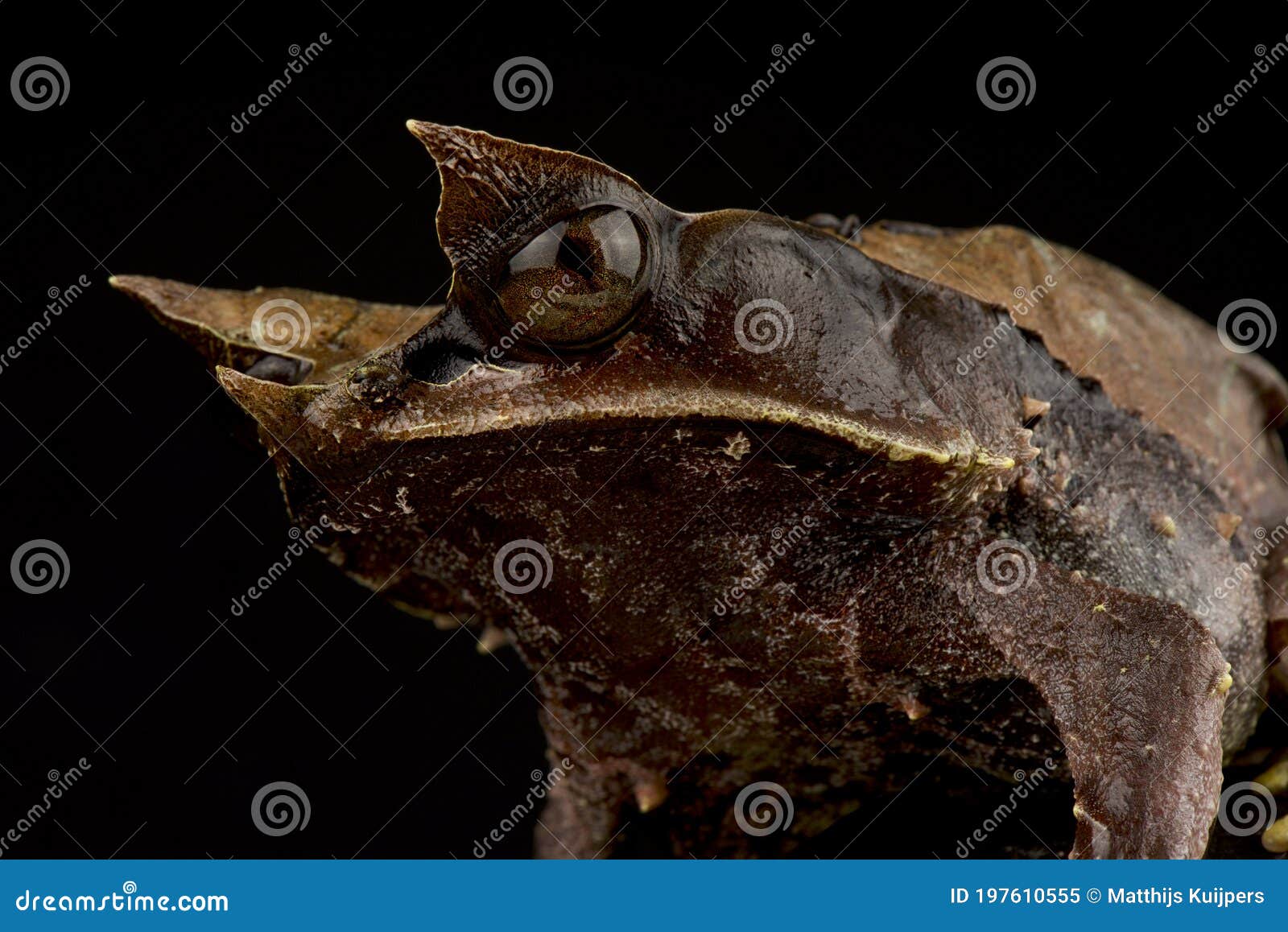 Giant Leaf Frog Megophrys Nasuta Stock Image - Image of thailand ...