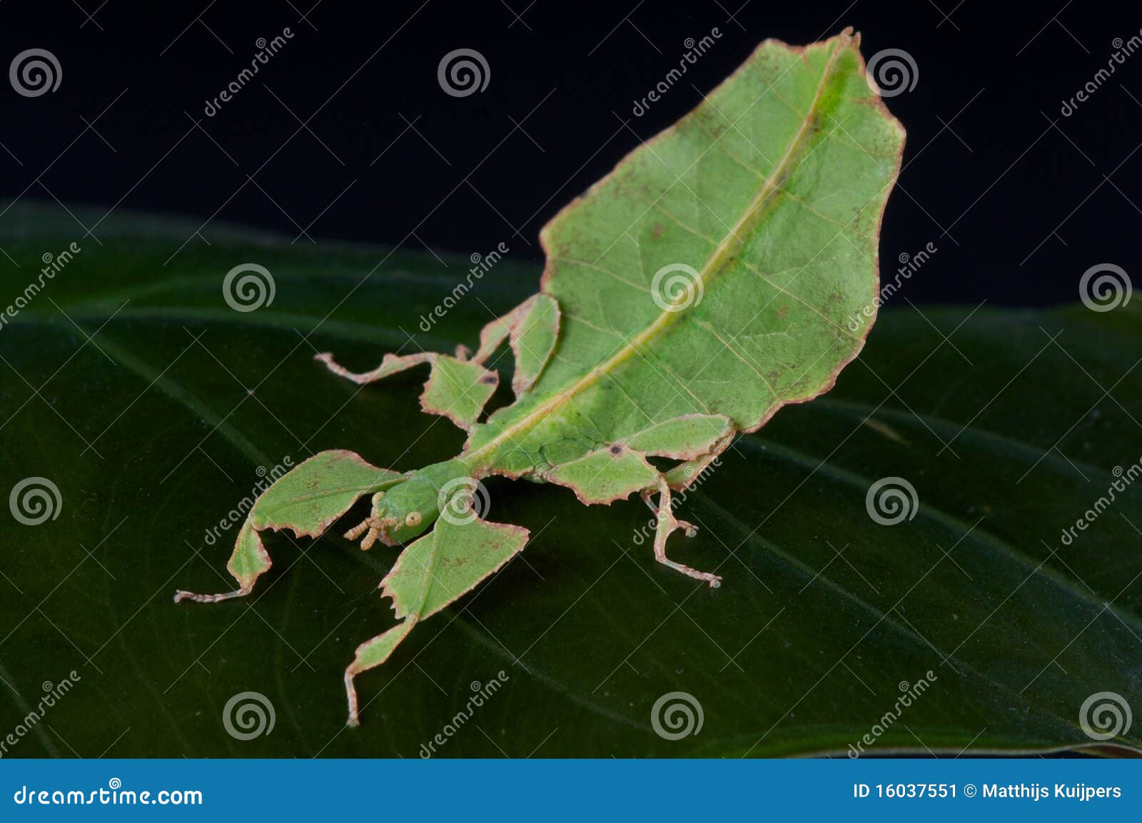 Giant leaf insect stock image. Image of stick, wildlife - 16037551