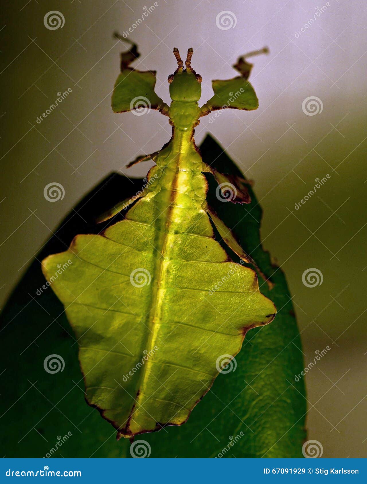 Giant Leaf Insect, Phyllium Giganteum Juvenil Stock Image - Image of ...