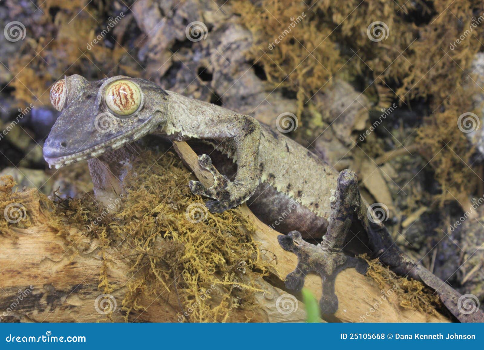 Crazy Gecko Photos - Free & Royalty-Free Stock Photos from Dreamstime