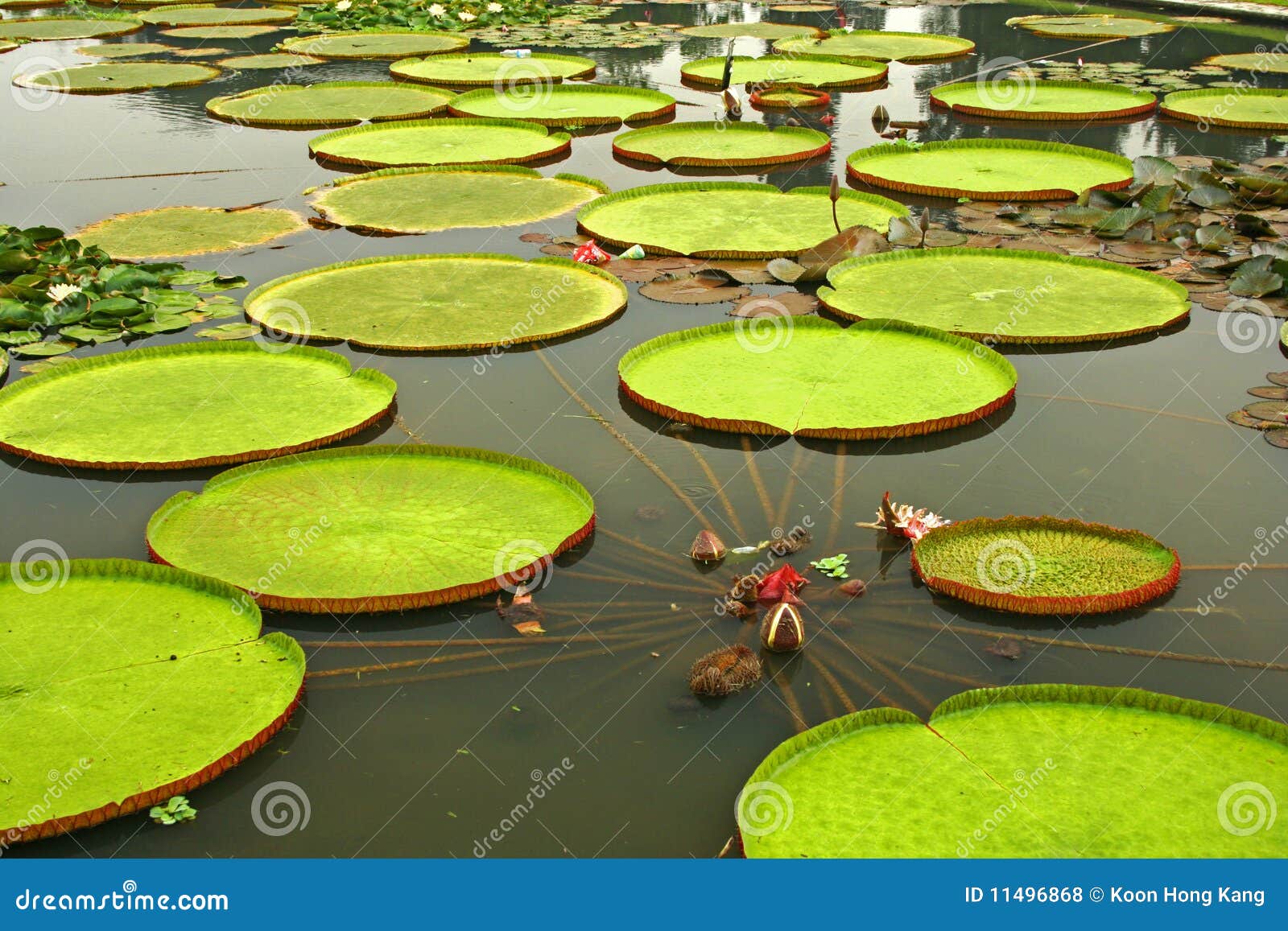 Giant Leaves of Amazonian Water Lilies Stock Photo - Image of backdrop ...