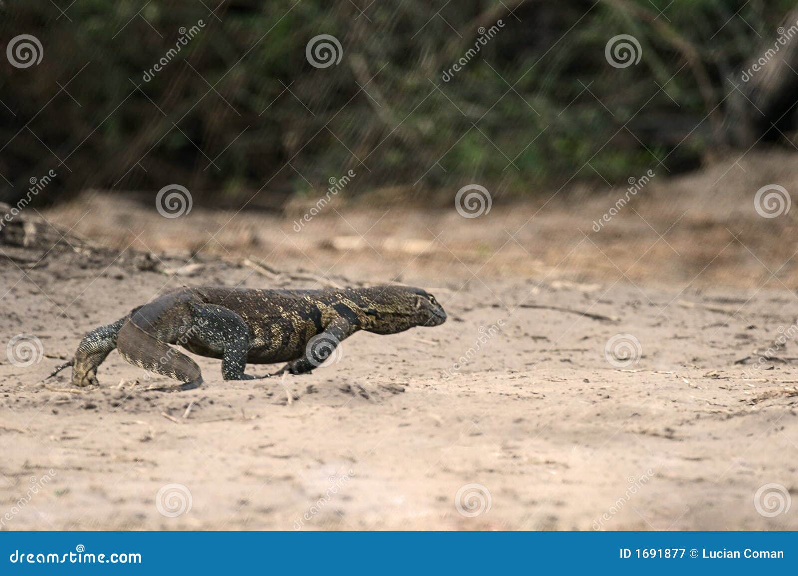 Giant Legavaan lizard stock image. Image of creature, walking - 1691877