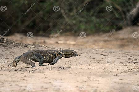 Giant Legavaan lizard stock image. Image of creature, walking - 1691877